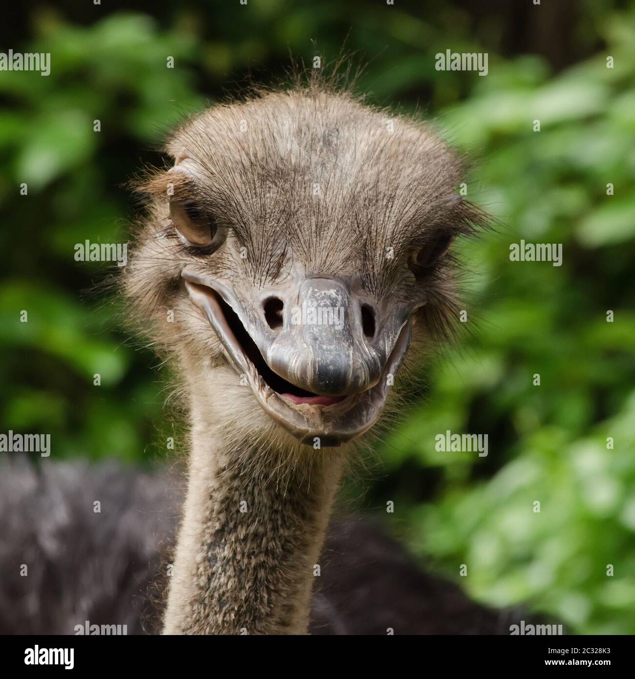 Happy camel in zoo hi-res stock photography and images - Alamy