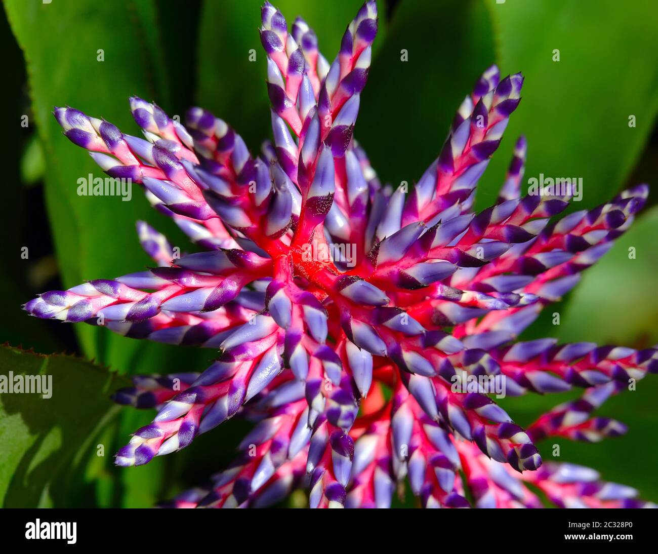 Color image flower exotic hi-res stock photography and images - Alamy