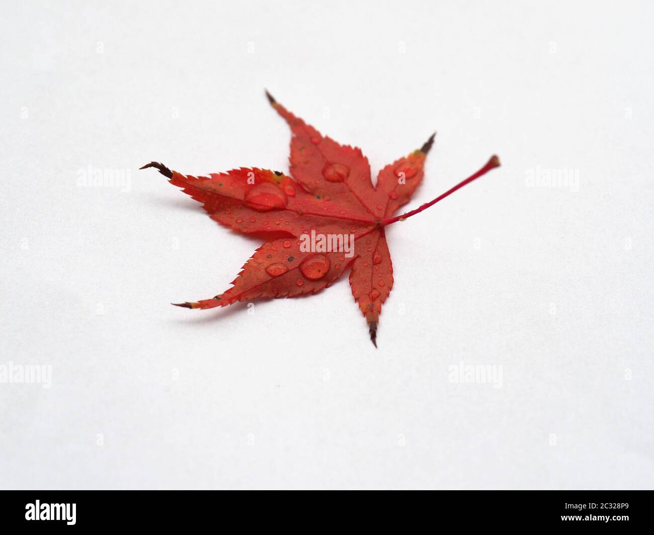 leaf of maple acer (Acer Rubrum) aka swamp maple, water maple or soft ...