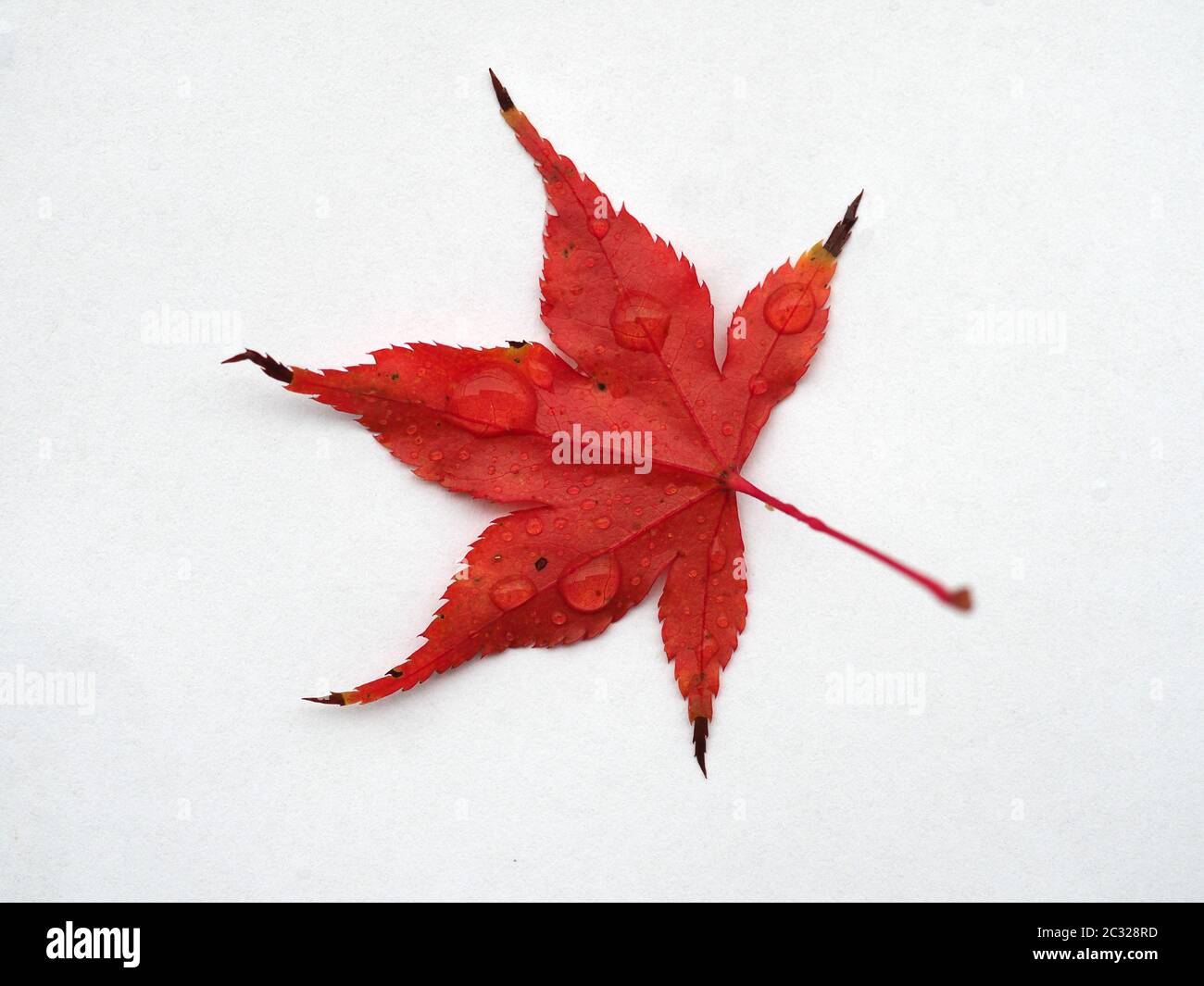 leaf of maple acer (Acer Rubrum) aka swamp maple, water maple or soft ...