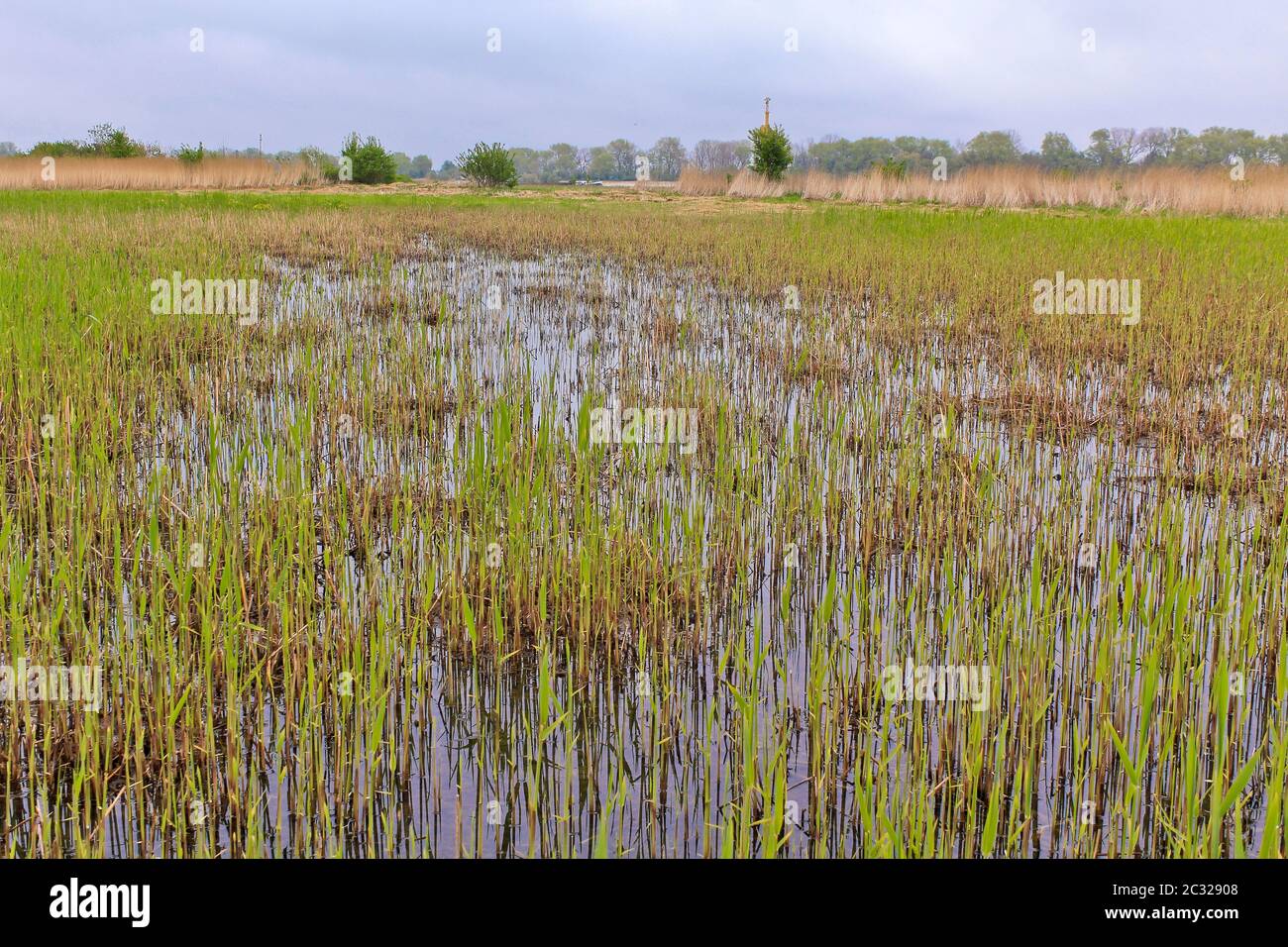 Moor and beach at Harrier Sand Brake in Lower Saxony Germany Stock ...