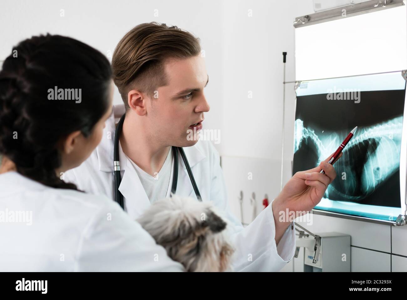 Veterinary surgeon examining x-ray radiograph of a dog in clinic Stock ...