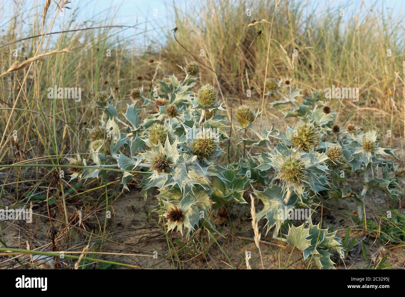 Native dune grass hi-res stock photography and images - Alamy