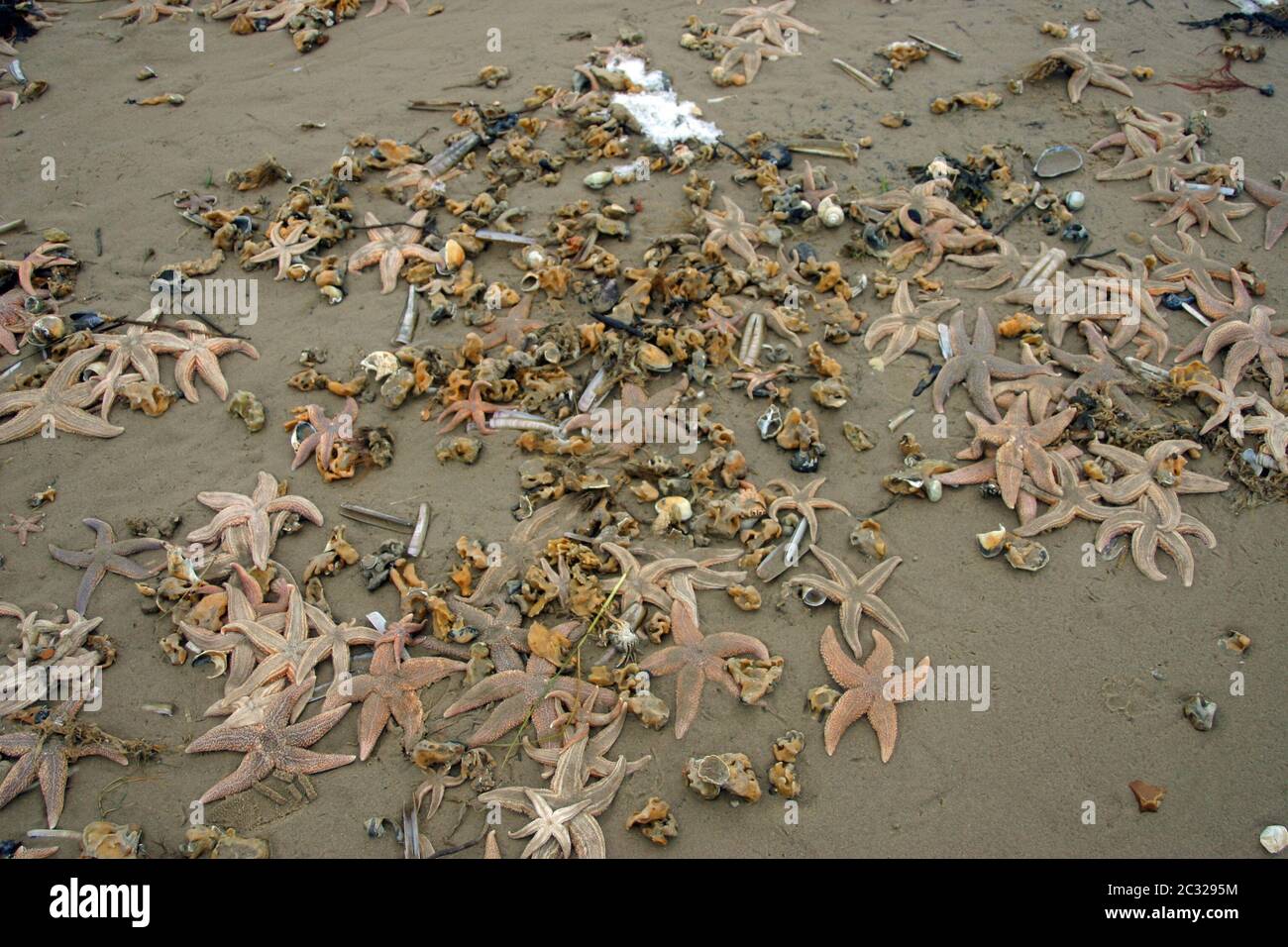 Lots of dead marine animals washed up on the beach after a winter storm ...