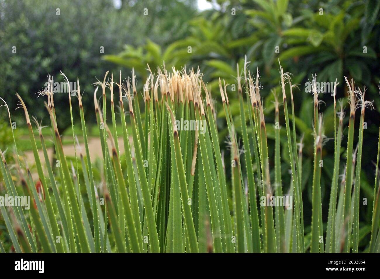 Fan of a tall ornamental plant with spikes like sawteeth along the ...