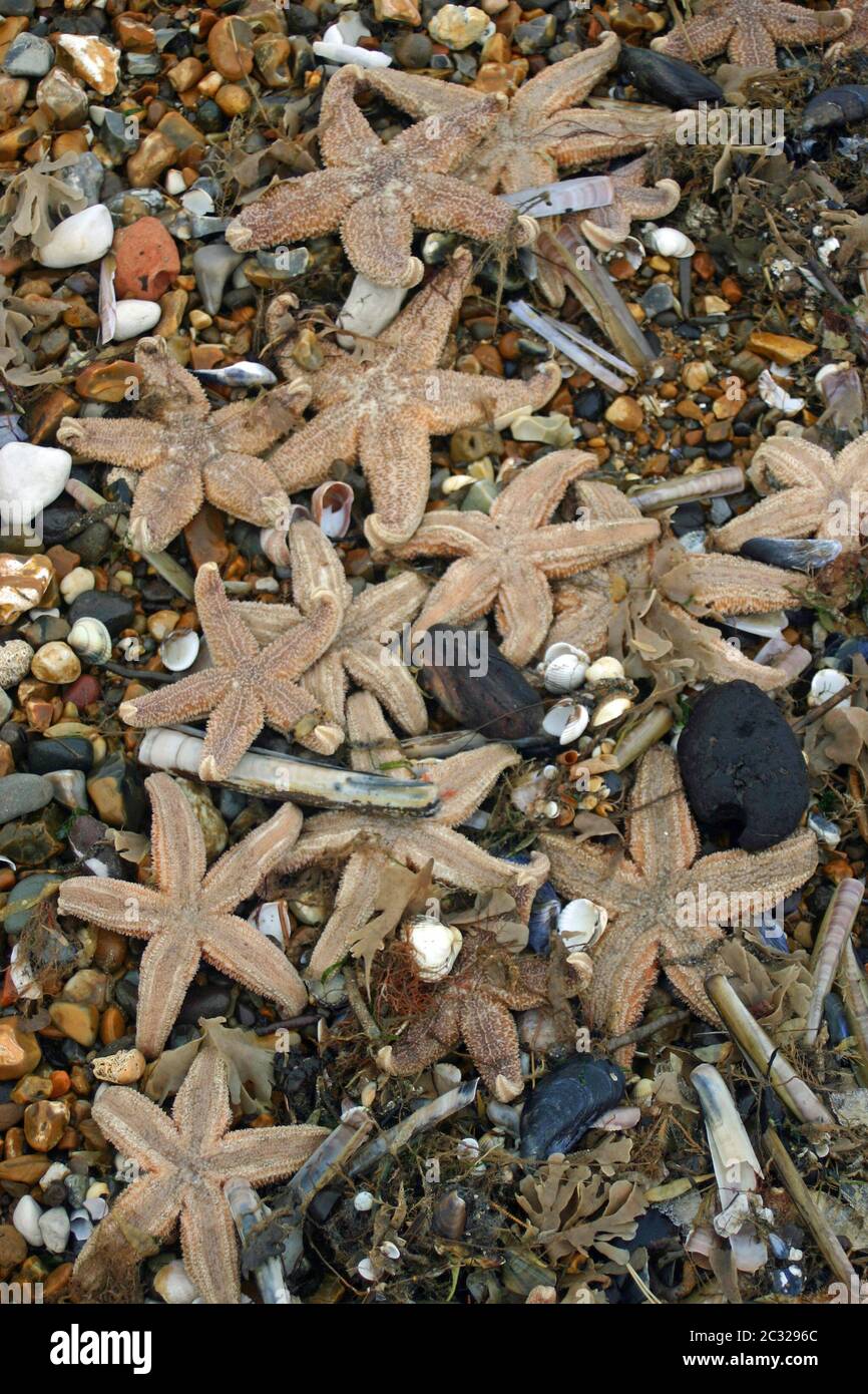 Lots of dead marine animals washed up on the beach after a storm ...