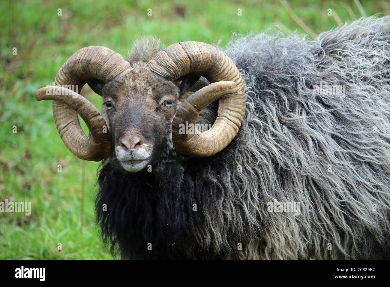 Rare breed sheep with a dark brown head, white nose, curled horns and a ...