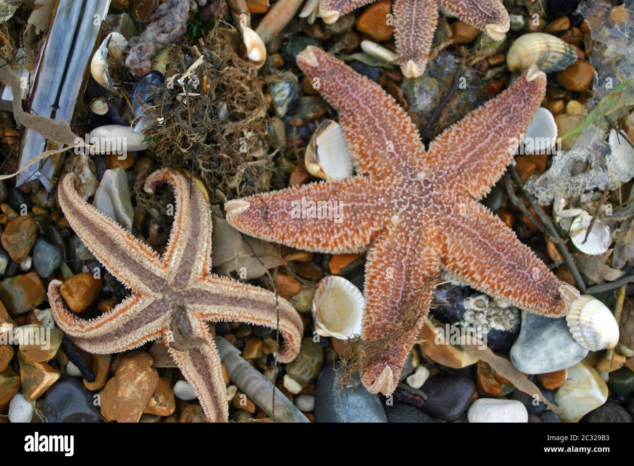 Lots of dead marine animals washed up on the beach after a storm ...