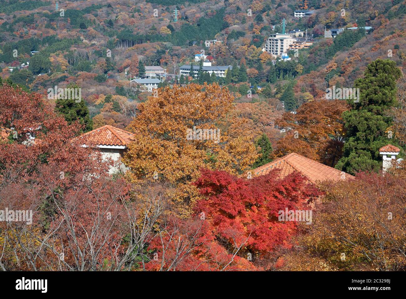 Mountain slopes in the fall. Hakone. Kanagawa. Japan Stock Photo - Alamy