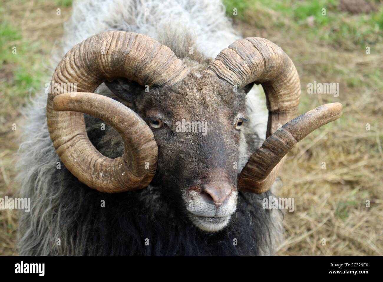 Rare breed sheep hi-res stock photography and images - Alamy