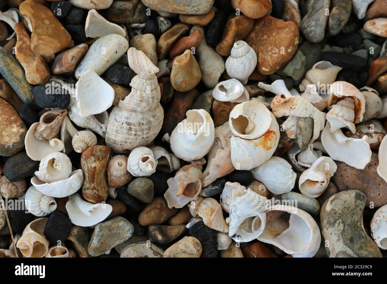 Slipper shells hi-res stock photography and images - Alamy