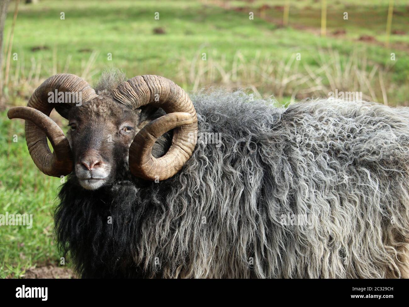 Rare breed sheep with a dark brown head, white nose, curled horns and a ...