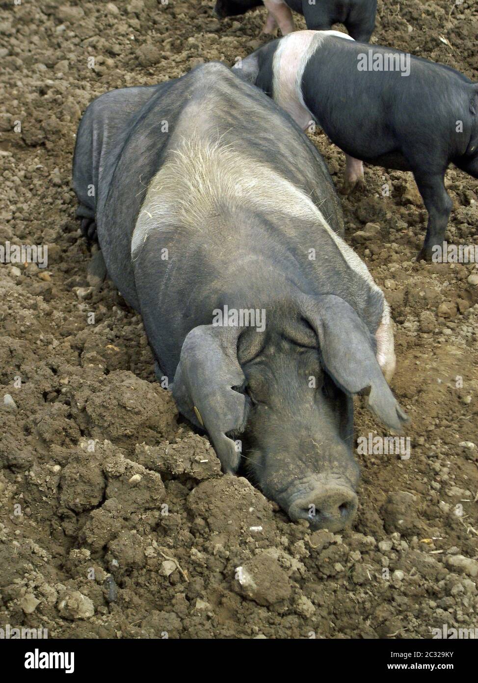 Free range saddleback pig sow laying down in a dry muddy field with two ...