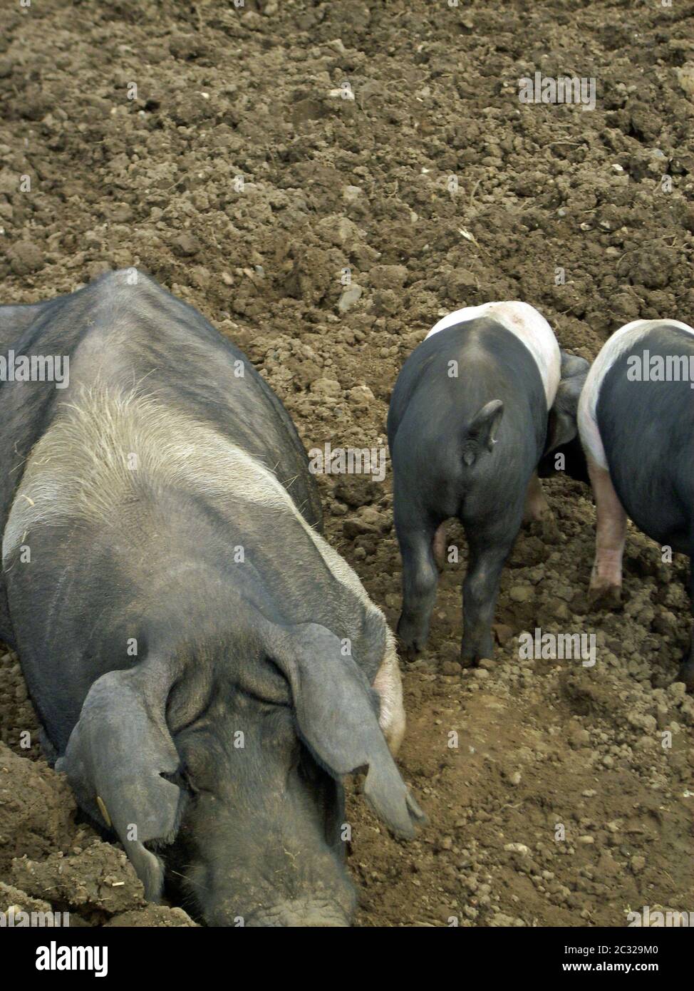 Free range saddleback pig sow laying down in a dry muddy field with two ...