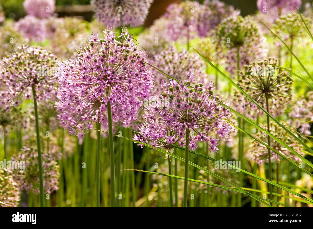 Partly faded giant ornamental onion umbles Stock Photo - Alamy