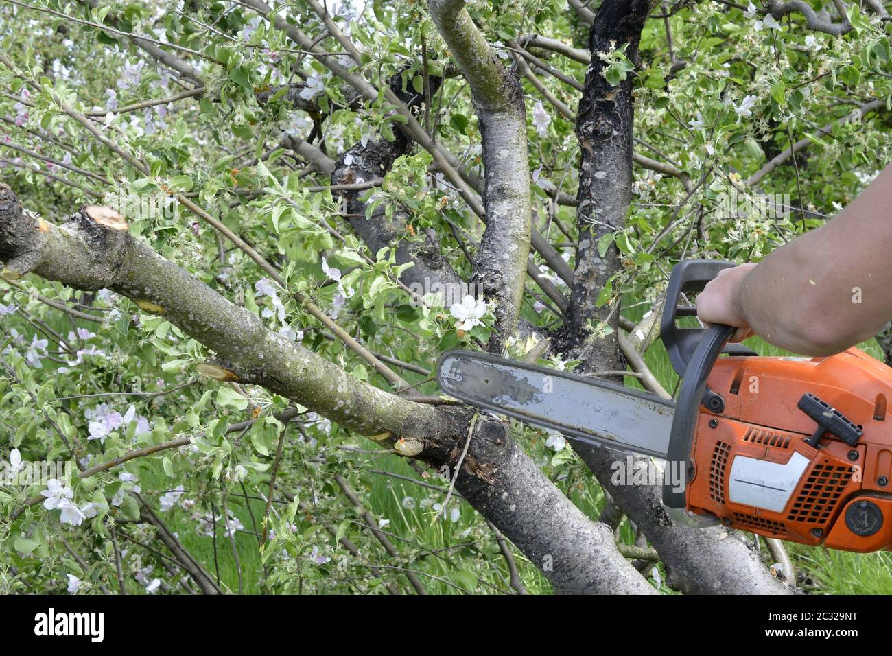 cutting apple tree in blossom with chainsaw, image Stock Photo - Alamy