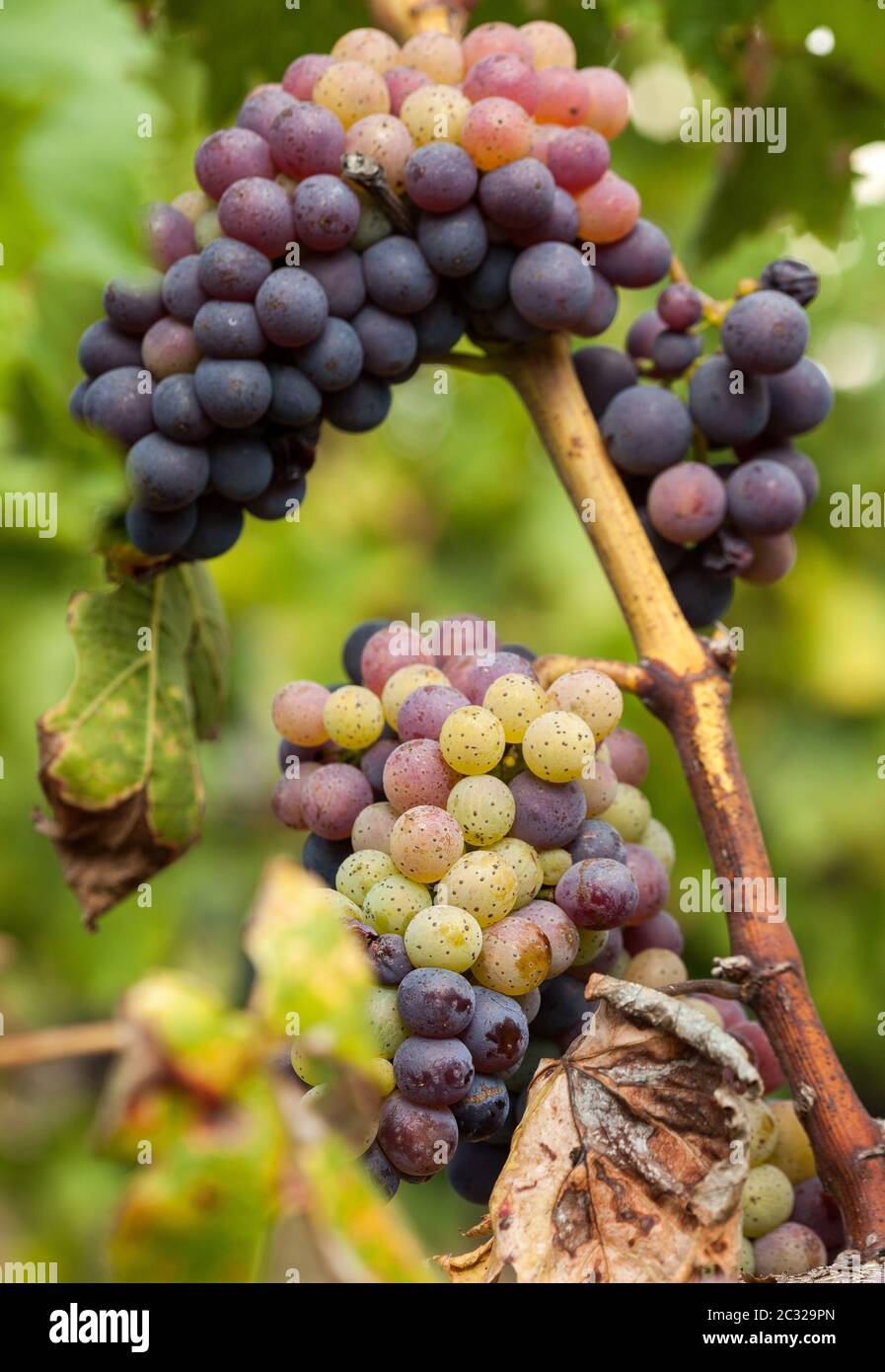 ripe red grape clusters on the vine Stock Photo - Alamy