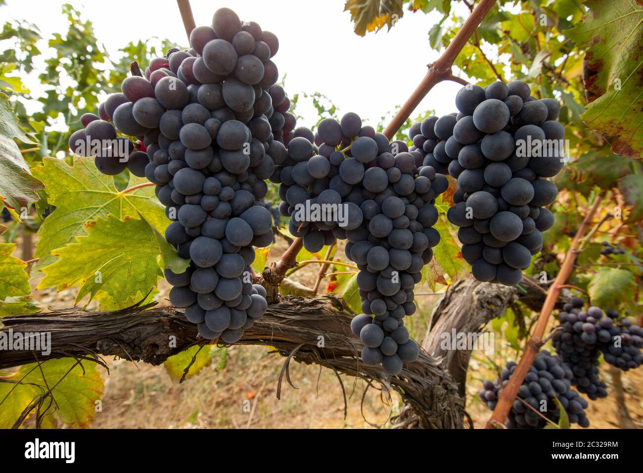 ripe red grape clusters on the vine Stock Photo - Alamy