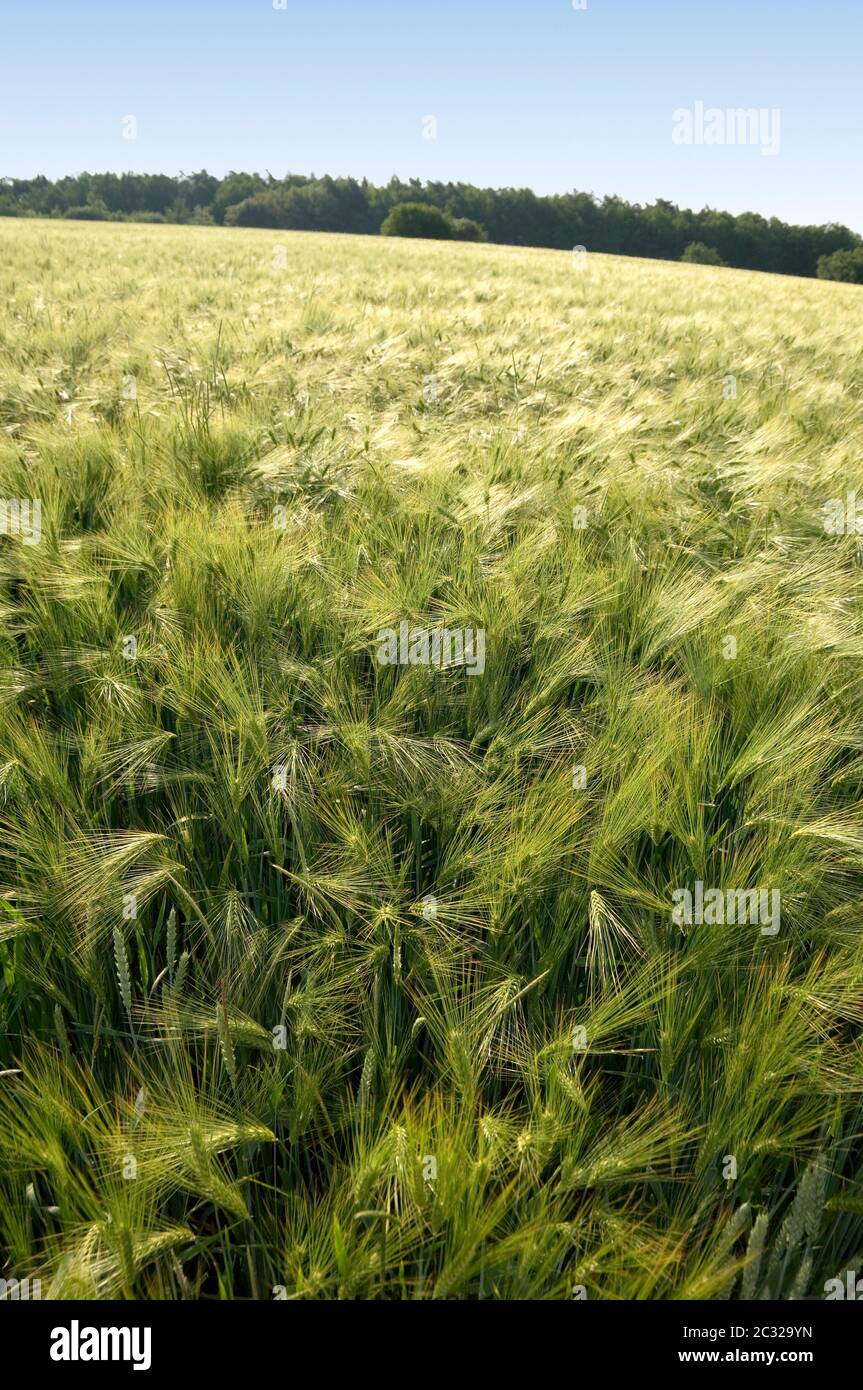 Green rye ears shining in the sunshine Stock Photo - Alamy