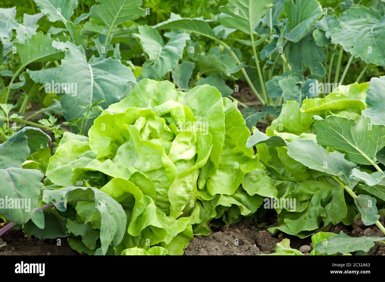 A nice fresh head of lettuce in an allotment bed Stock Photo - Alamy