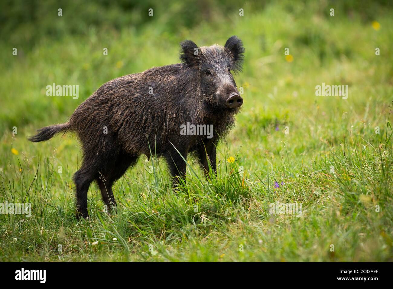 Side profile wild boar sus hi-res stock photography and images - Alamy