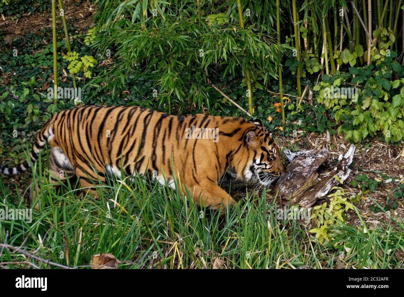 Tiger bamboo hi-res stock photography and images - Alamy