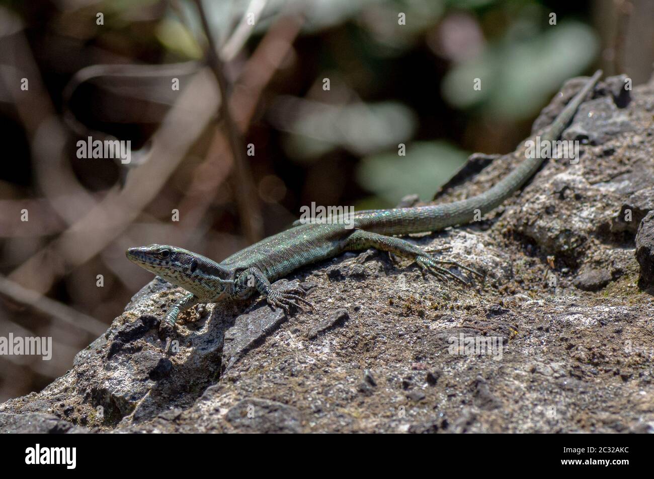 The lizard sits on a under the sun on a dark background Stock Photo - Alamy