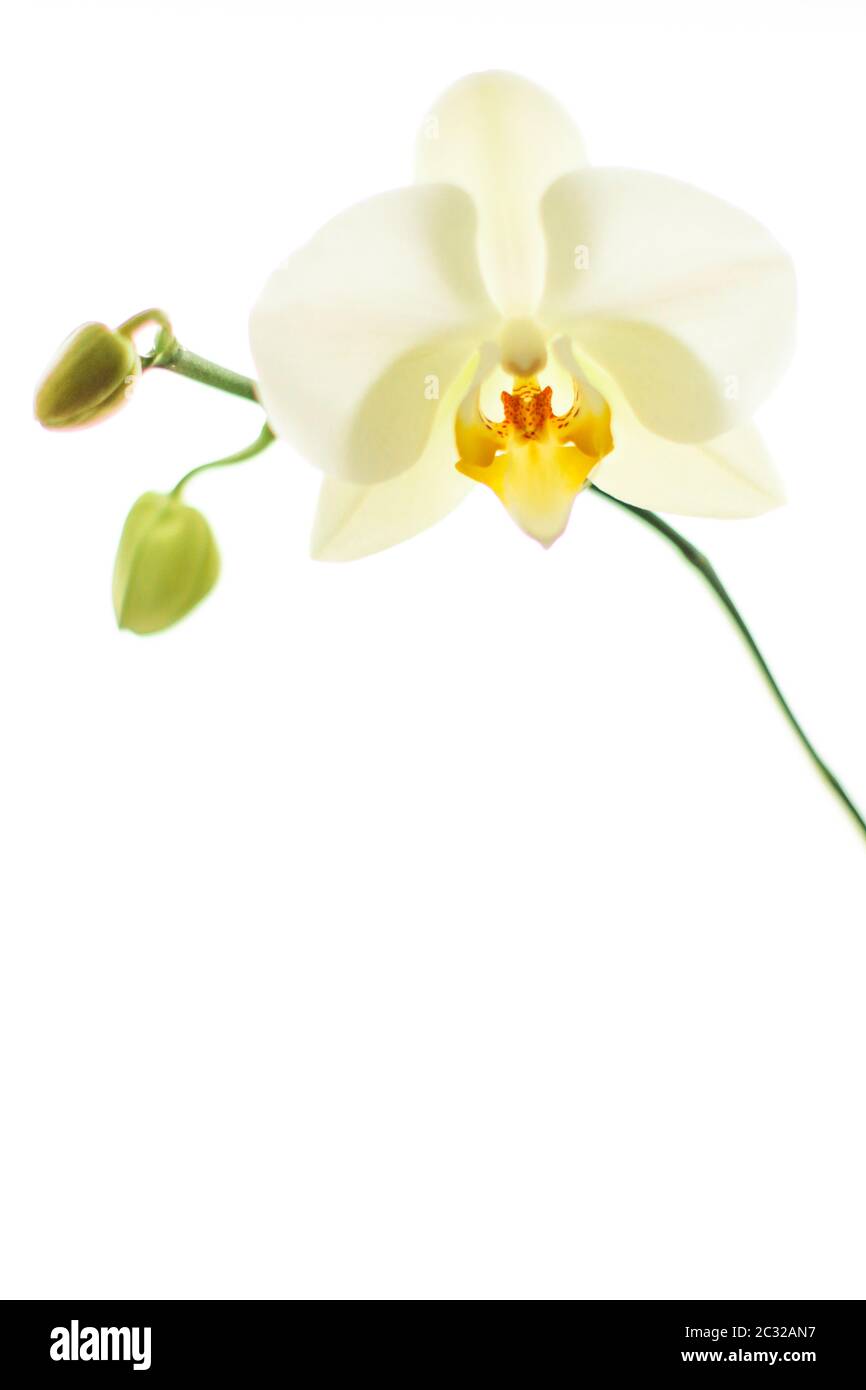 Orchids in art design Cut Out Stock Images & Pictures - Alamy