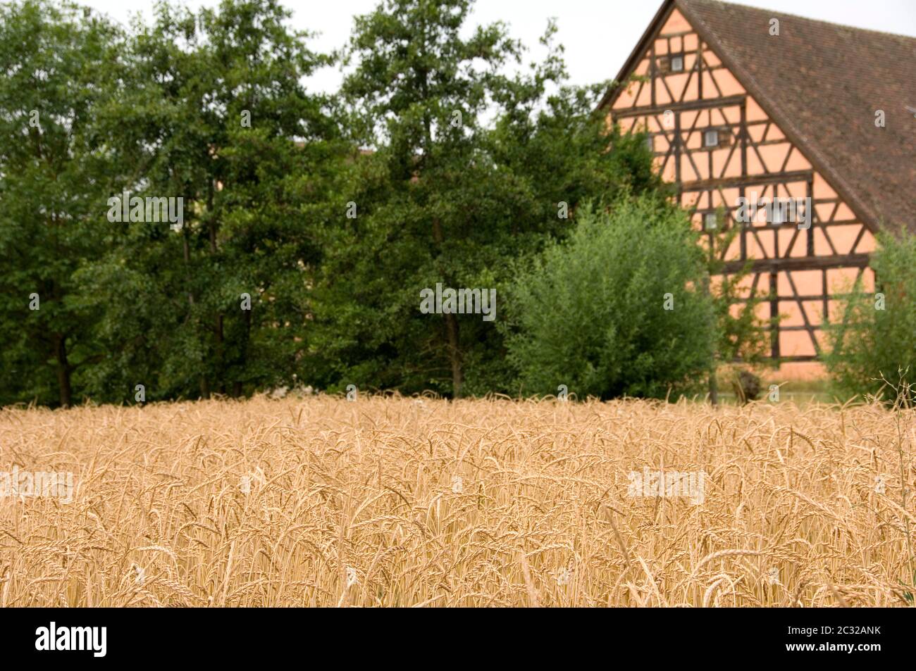 Spelt, an old wheat variety in front of an old half-timbered house ...