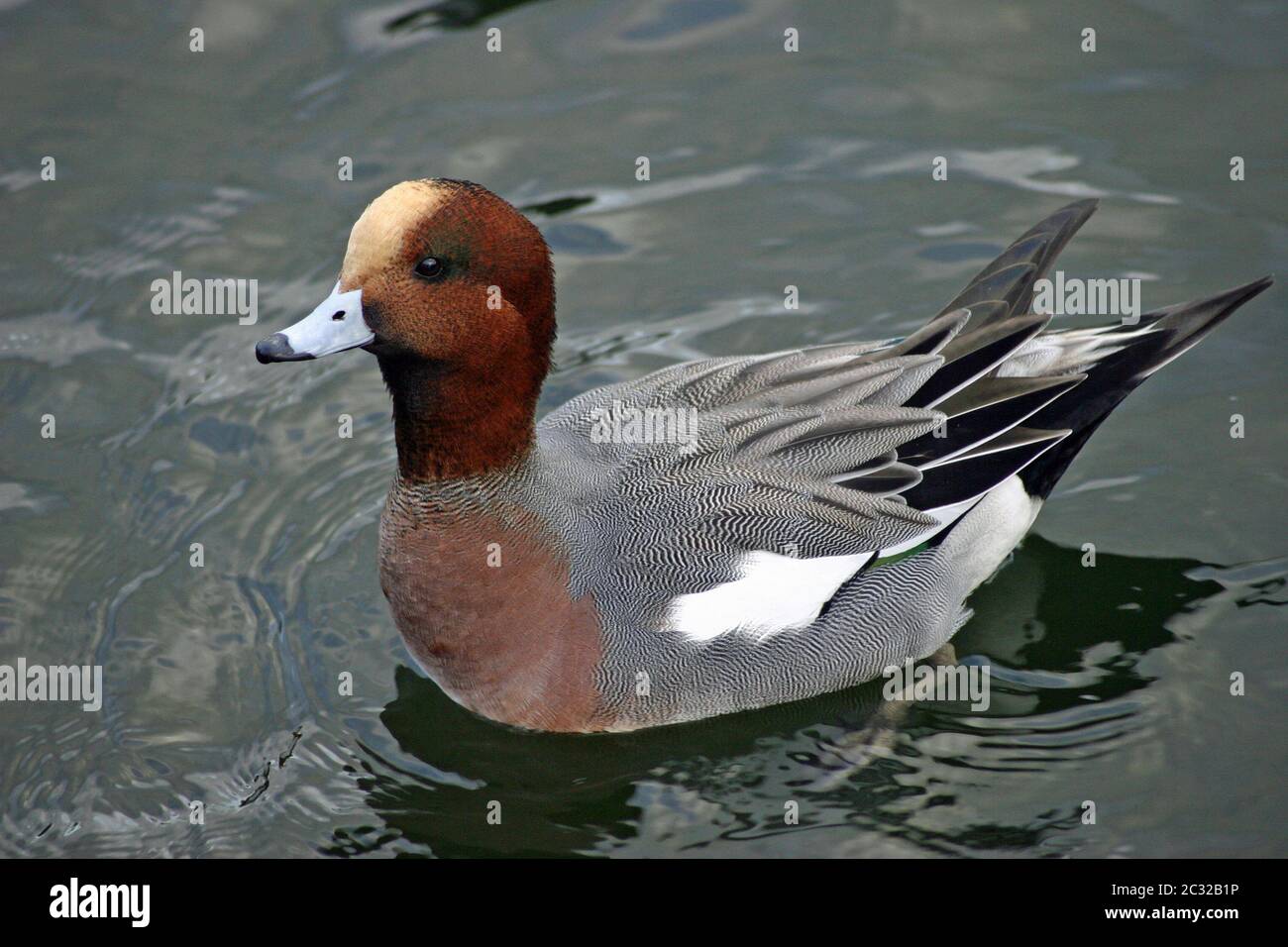 Wigeon (Anas penelope) duck floating on water in a lake facing to the ...