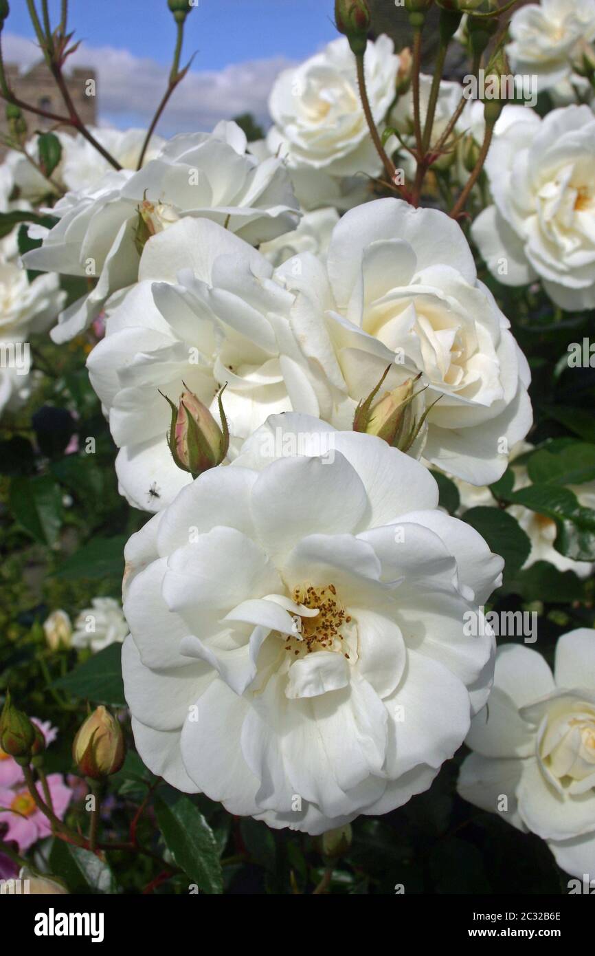 White standard rose flowers with buds. Background of rose leaves and ...