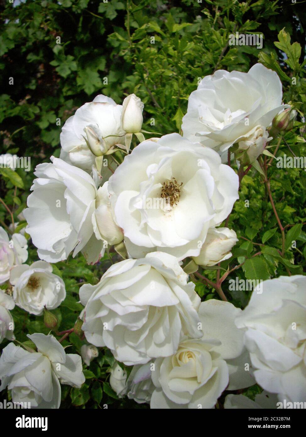 A cluster of white rose flowers with a background of rose leaves and ...