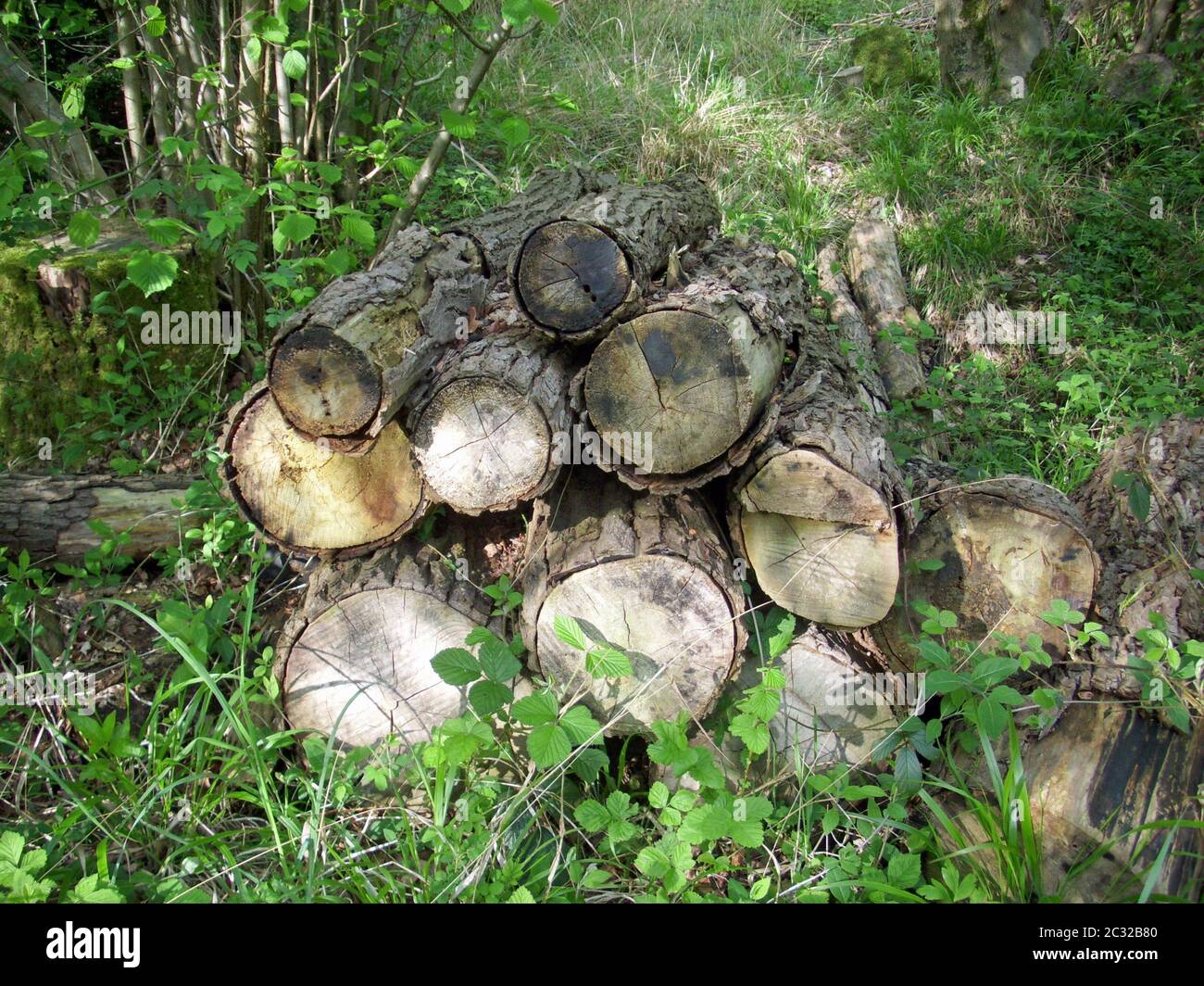 Nature conservation habitat logpile for wildlife in a woodland with a ...