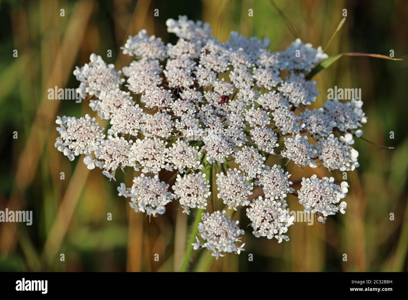 Close view from above of an umbel of wild carrot (Daucus carota ...