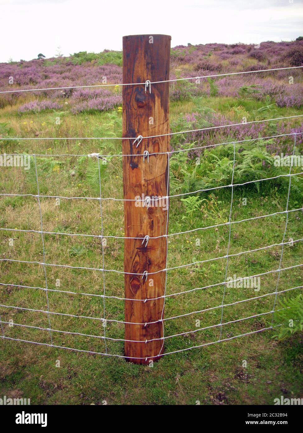 Recently erected wire netting fence on treated round posts with a ...