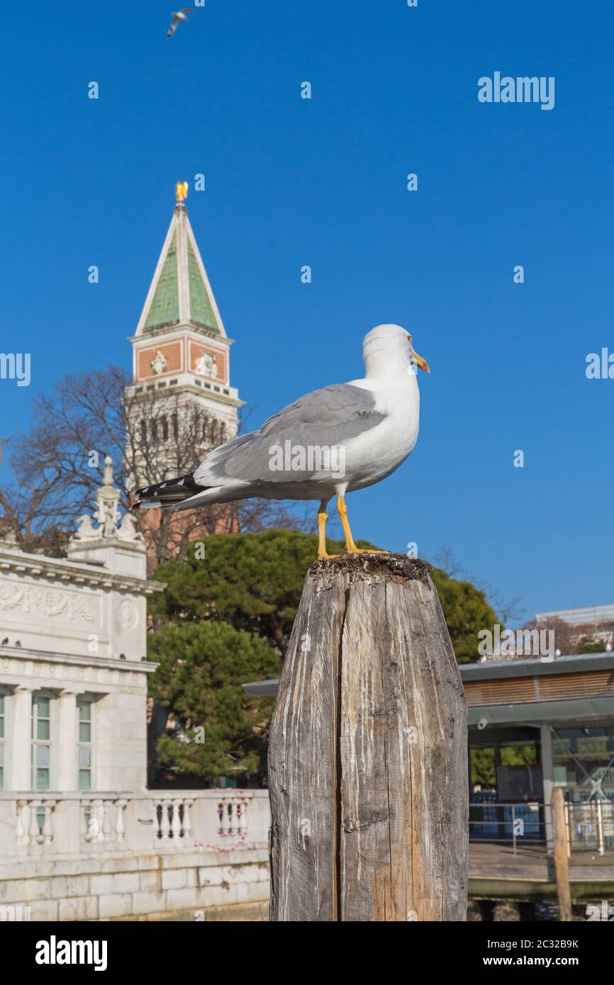 One Seagull Bird at Pillar in Venice Italy Stock Photo - Alamy