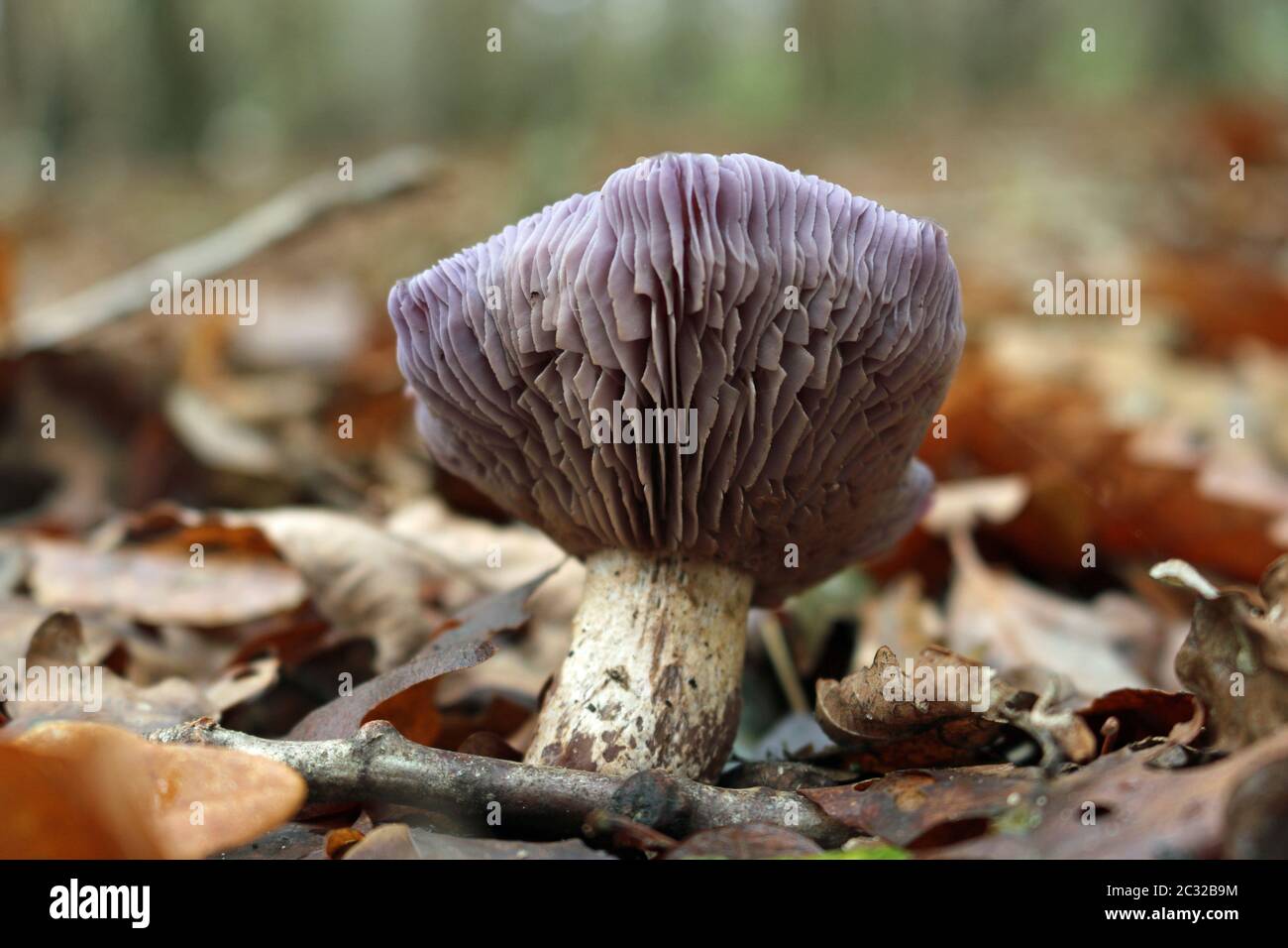 Old wood blewit (Lepista nuda) mushroom clearly showing the gills in a ...