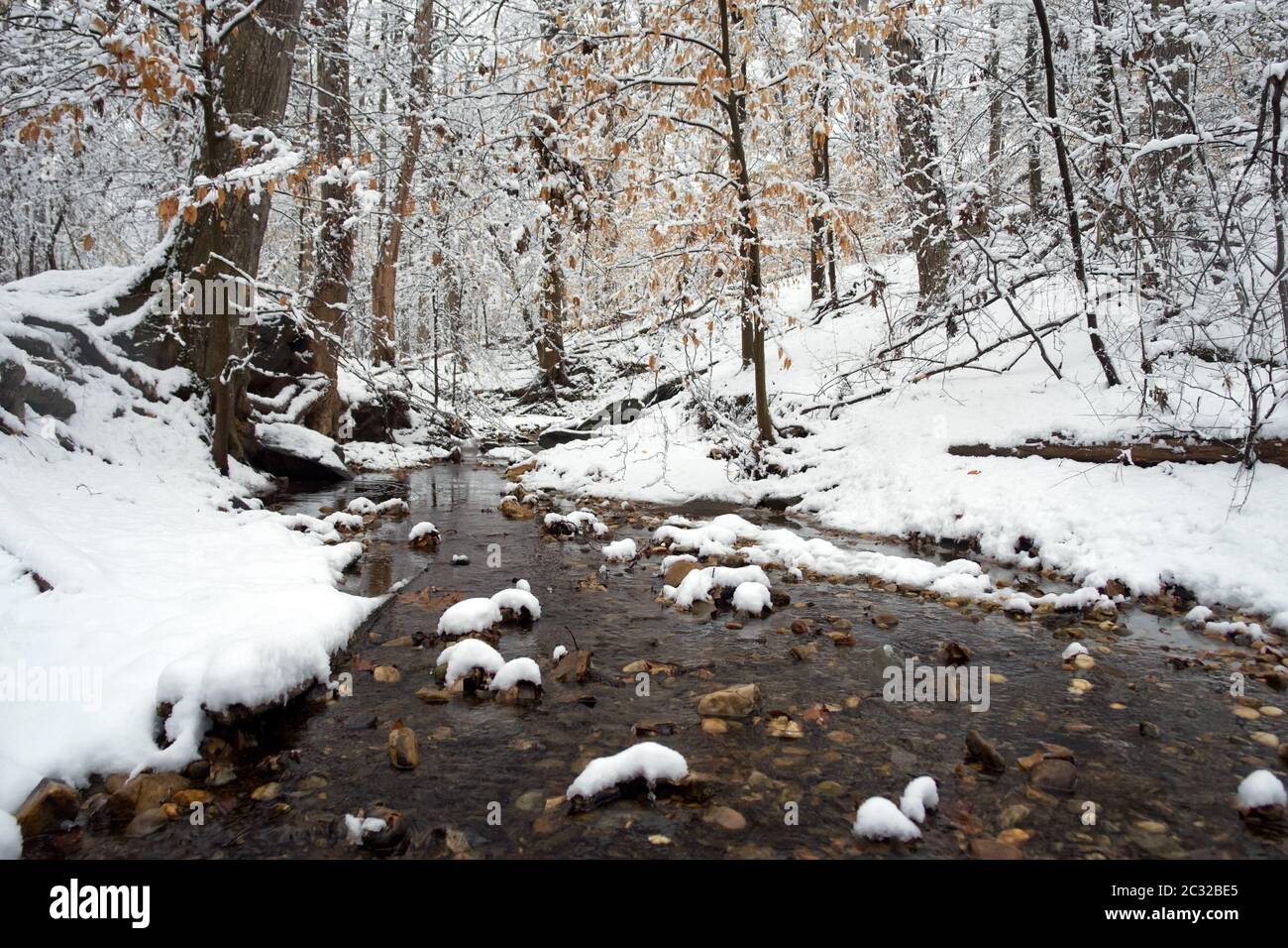 Washington dc forest hi-res stock photography and images - Alamy