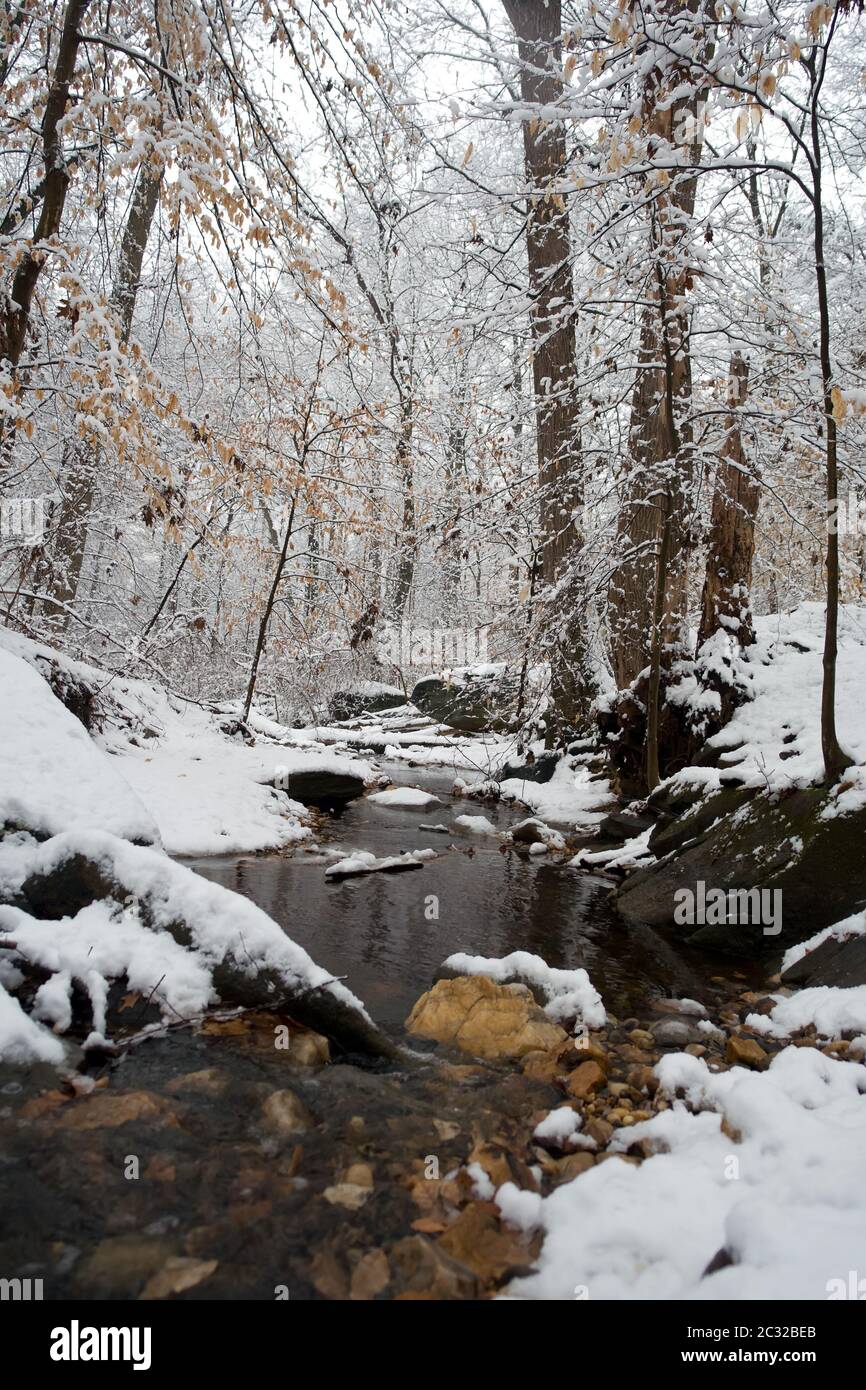 Washington dc forest hi-res stock photography and images - Alamy