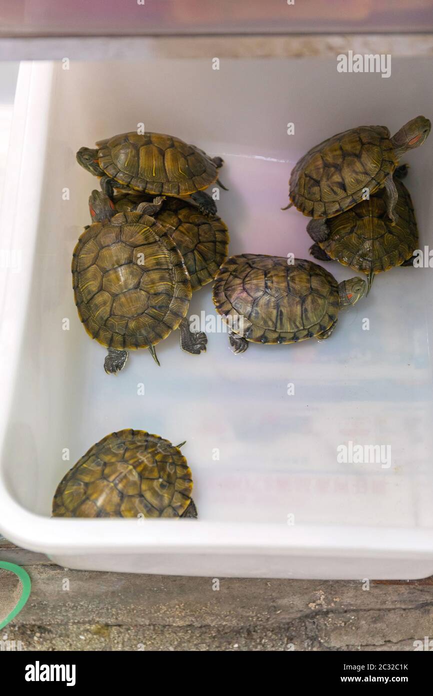 Baby box turtle hi-res stock photography and images - Alamy