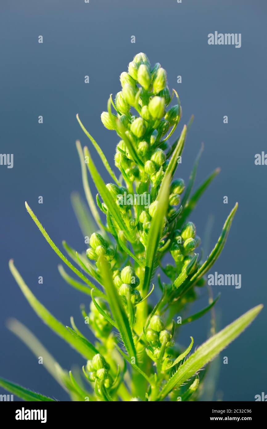 Absinthe fresh wormwood hi-res stock photography and images - Alamy