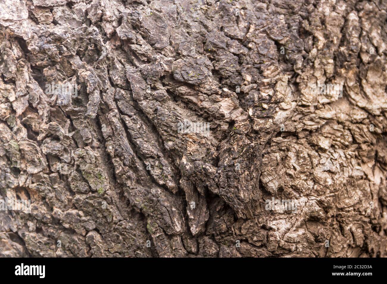 textured background of tree bark with rust Stock Photo - Alamy