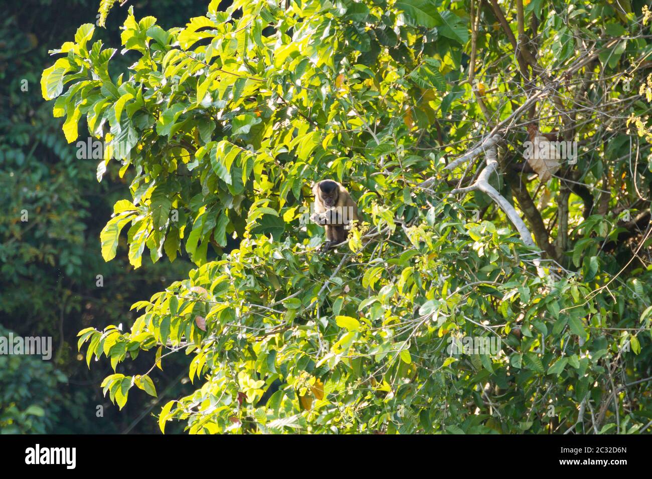Tufted capuchin monkey hi-res stock photography and images - Alamy