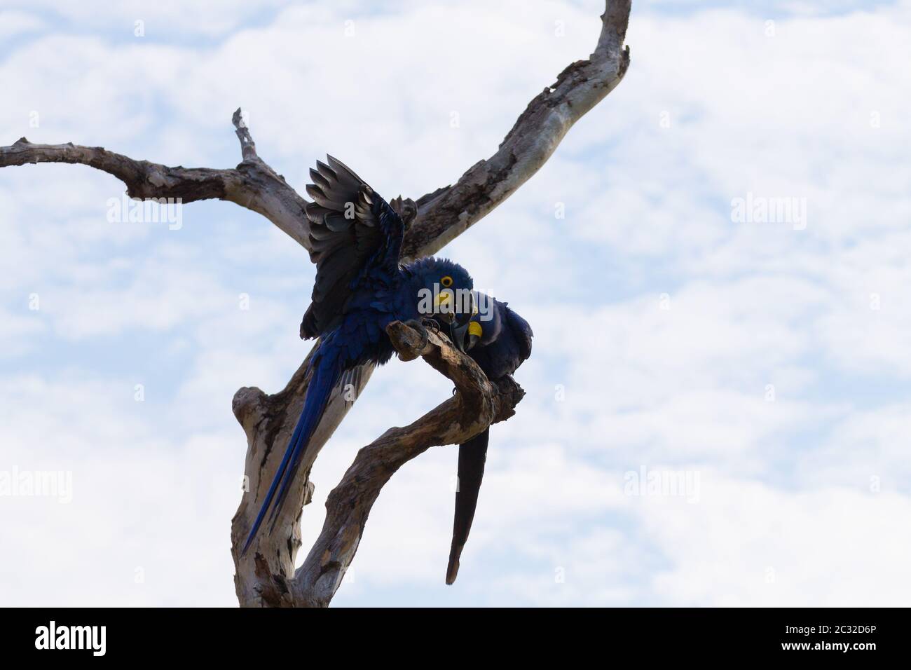 Couple of Hyacinth macaw from Pantanal, Brazil. Brazilian wildlife ...