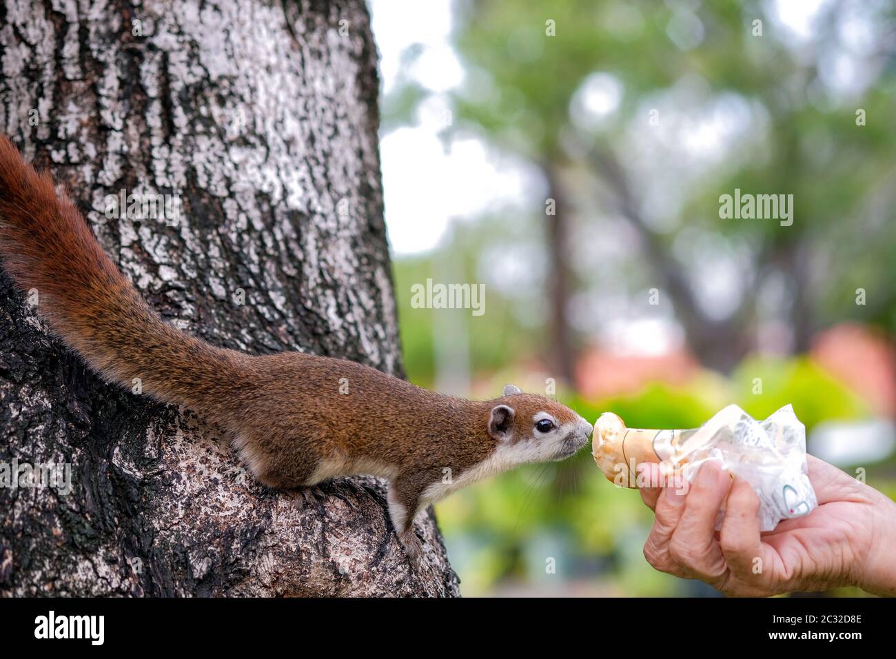 Old man and squirrel hi-res stock photography and images - Alamy