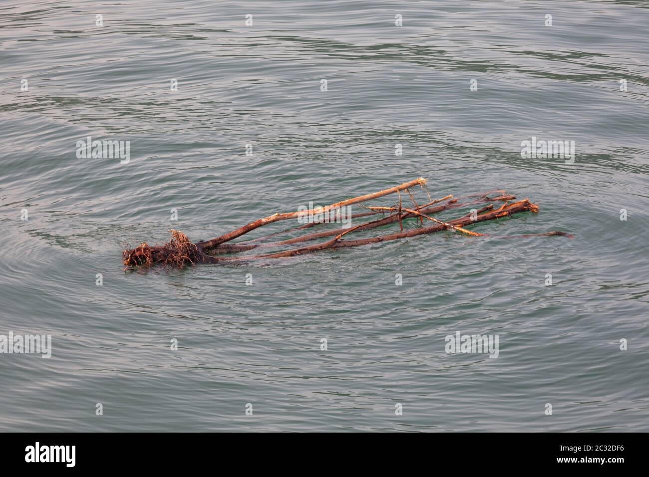 Big Wood Branch Drift in Como Lake Water Stock Photo - Alamy