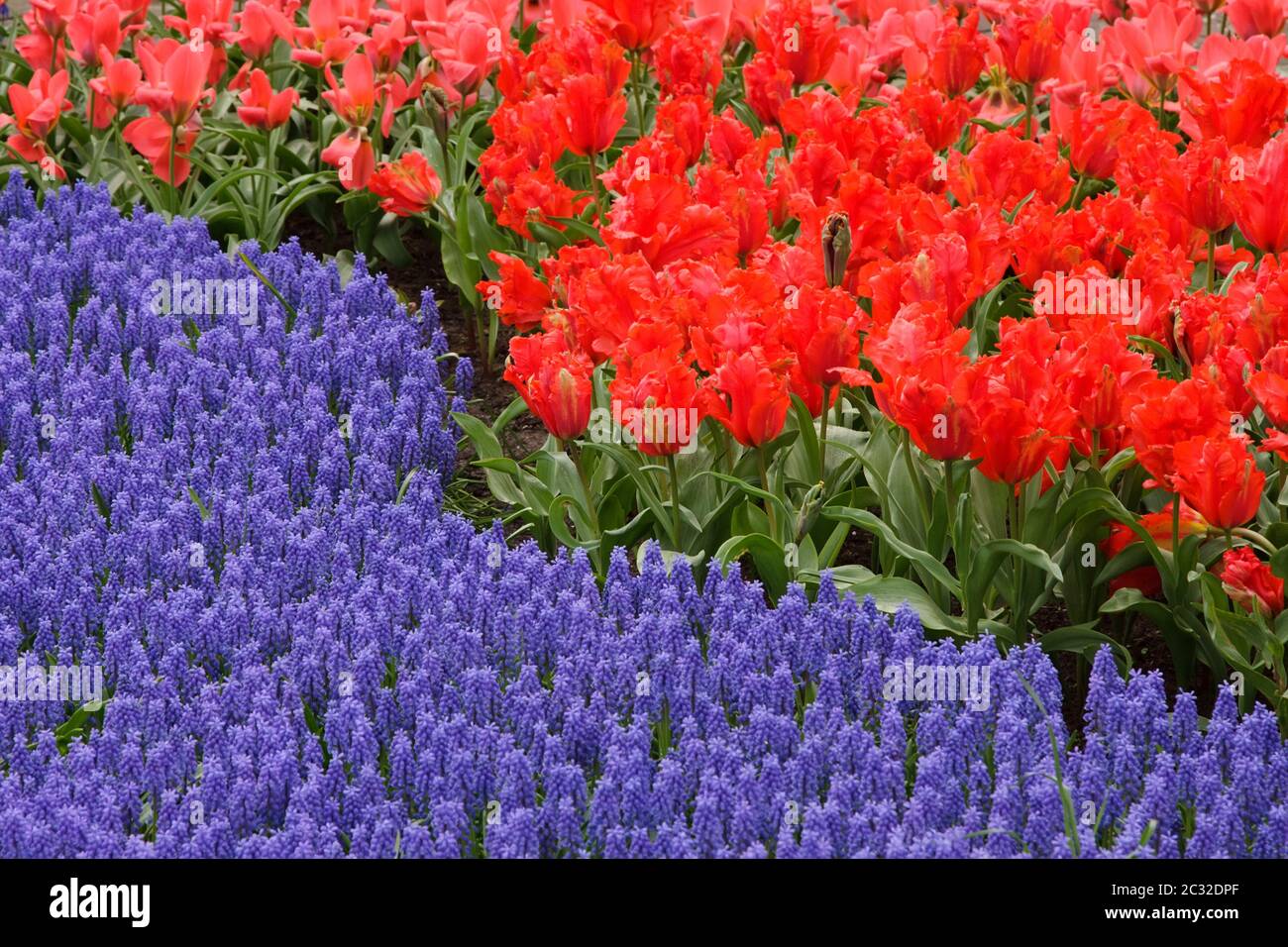 Spring flower bed Stock Photo - Alamy