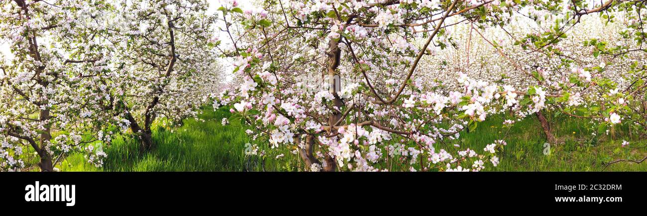panorama of flowering apple orchard in spring, image Stock Photo - Alamy