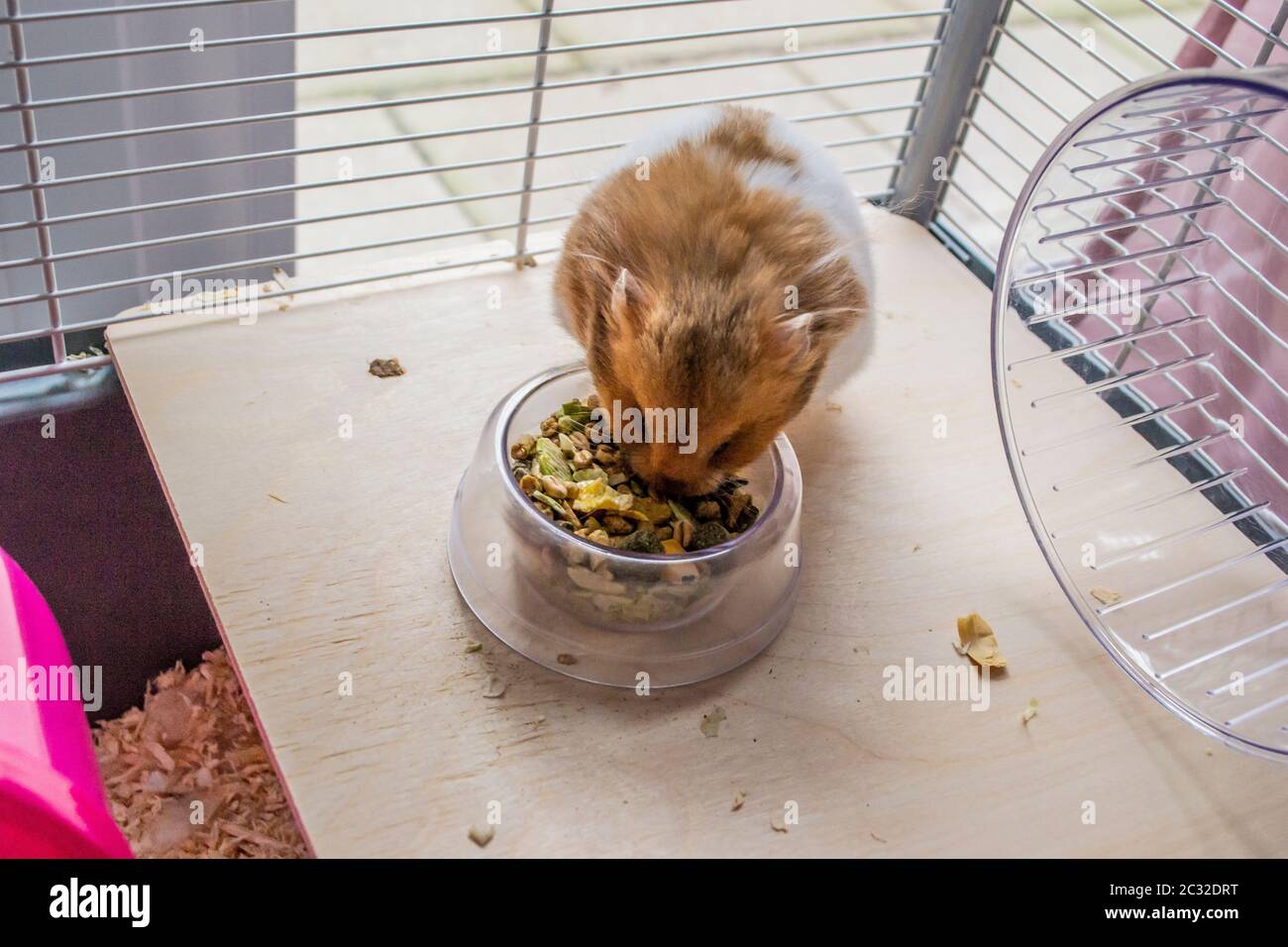 Syrian hamster eating from a food bowl in cage Stock Photo - Alamy