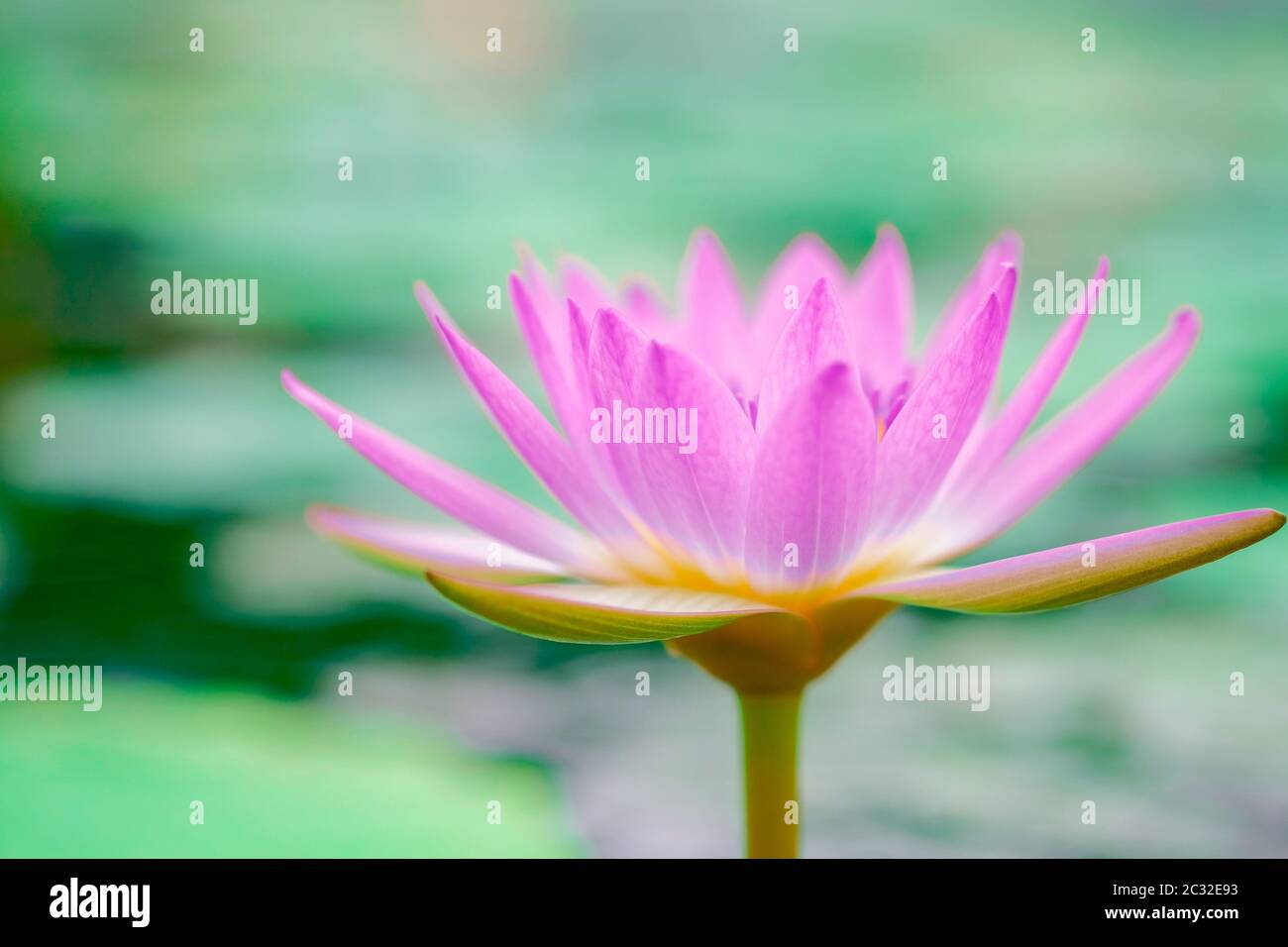 Blooming greenery hi-res stock photography and images - Alamy